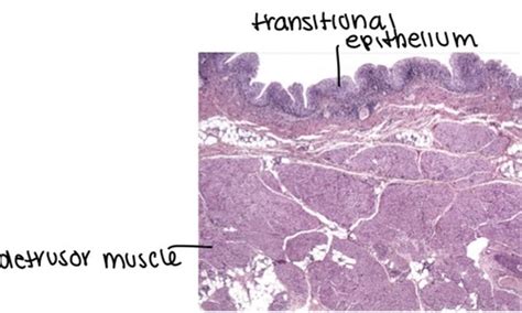 Lab Exam 3 Histology Flashcards Quizlet