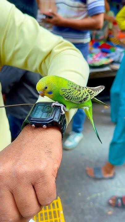 হাটে এসেছে টেম করা বাজরিগার পাখি বাজরিগির পাখি কথা বলা বাজরিগার পাখি Youtube