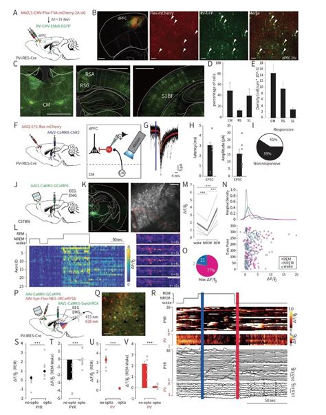 Science 睡出来的好心情！前额叶皮层锥体神经元胞体和树突的解耦机制维持rem睡眠期的情绪记忆巩固 知乎