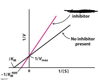 BMSC 200 Post Midterm Flashcards Quizlet