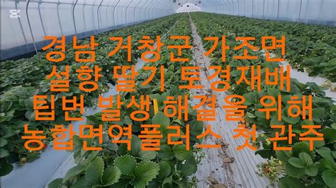 경남거창군가조면설향딸기토경재배팁번발생해결을위해농합면역플러스첫관주 241212목경남거창가조설향토경딸기팁번해결 손범규농합농법 가조농약종묘사 상담01072582666