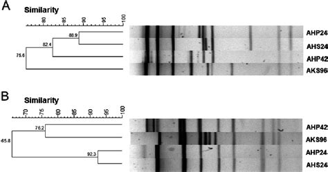Dendrogram Based On Restriction Enzyme Digestion Patterns Showing
