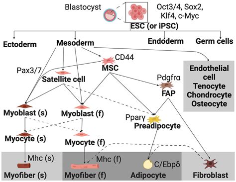 Lineage Relationships Between Cell Types That May Be Used As Starting Download Scientific