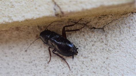 Oriental Cockroach Identify Prevent And Get Rid Of Them