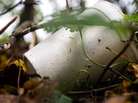 Styrofoam And Polystyrene Containers Are Poisoning Your Food Part 3 Because Turtles Eat
