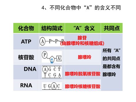 生物人教版（2019）必修1 5 2细胞的能量“货币”atp（共26张ppt） 21世纪教育网 二一教育