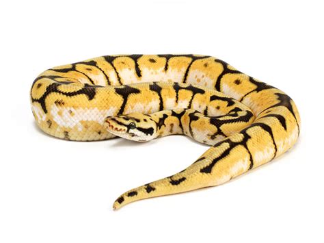 Pastel Spider Ball Python