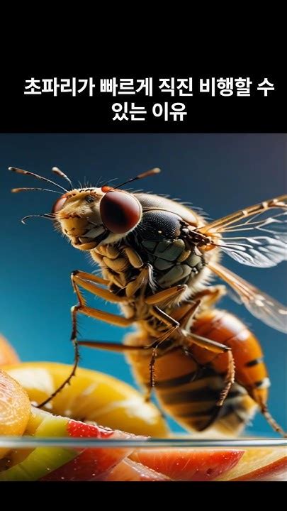 초파리가 빠르게 직진 비행할 수 있는 이유 정보 곤충 초파리 지식 과학 Youtube
