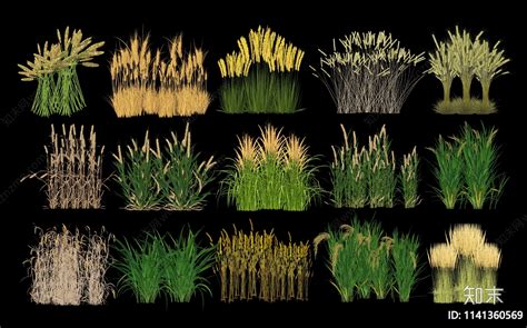 农业景观植物su模型下载【id1141360569】知末su模型网