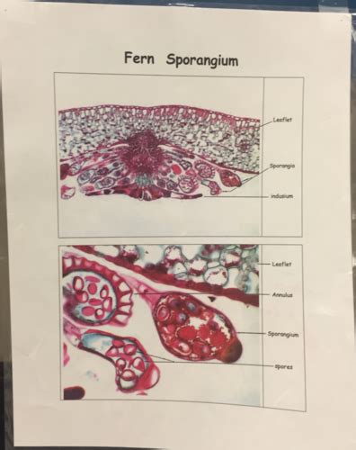Lab Seedless Vascular Plants Flashcards Quizlet