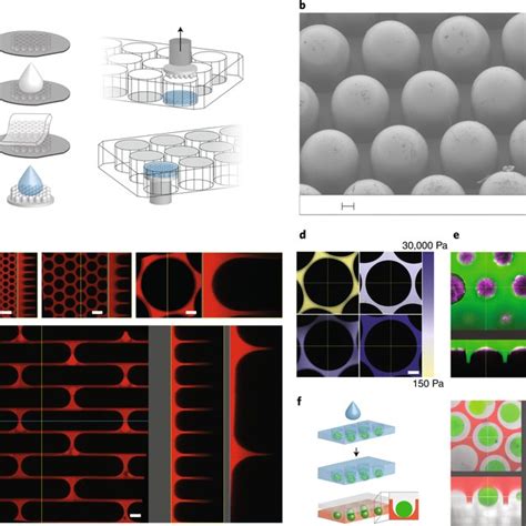 High Throughput Automated Organoid Culture Via Stem Cell Aggregation In Microcavity Arrays