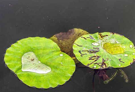 Lotusbloem In Vijver Waterdruppels Vijver Ontwerp Boeddhisme Foto