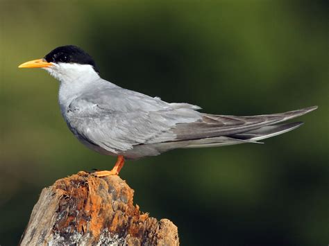 Black Fronted Tern Ebird