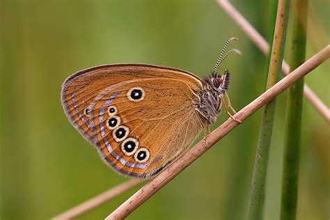 Coenonympha Oedippus