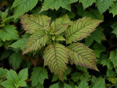 Hydroponic Troubleshooting Common Issues And Solutions Green Garden Guide