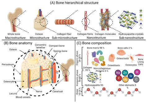 Bone Cell Structure