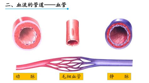 4 4 2 血流的管道—血管 课件 共28张ppt＋内嵌视频4个 2022 2023学年人教版生物七年级下册 21世纪教育网