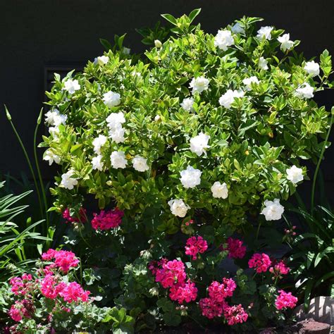Veitchii Gardenia Gardenia Jasminoides Veitchii