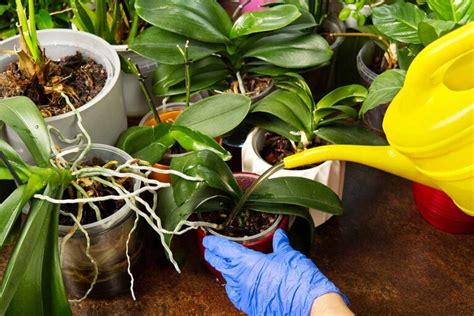 When And How To Fertilize Orchids Gardeners Path