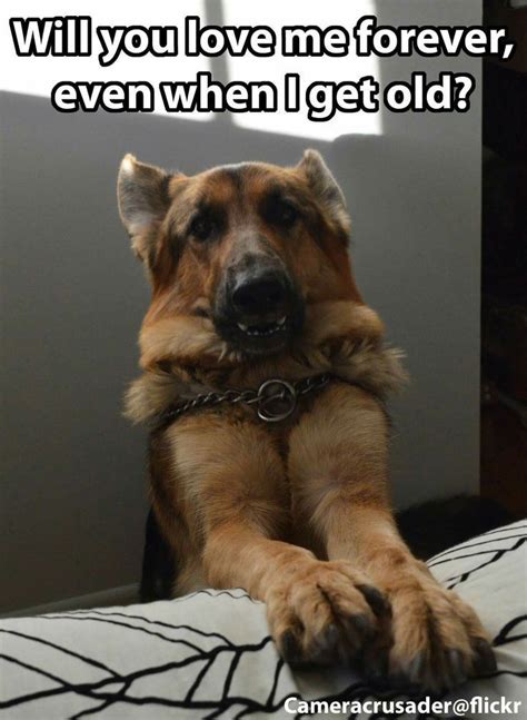 Pin By Lєร קคקเll๏ภร ภ๏เгร On Cute German Shepherd Puppies German Shepherd Funny German Shepherd