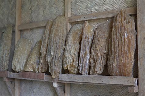 A Philippine Resin Trade Proves Sustainable For Forests But Not Tappers