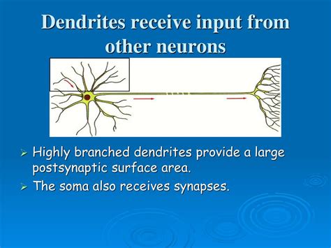 Nervous Tissue Neurons And Glial Cells Ppt Download