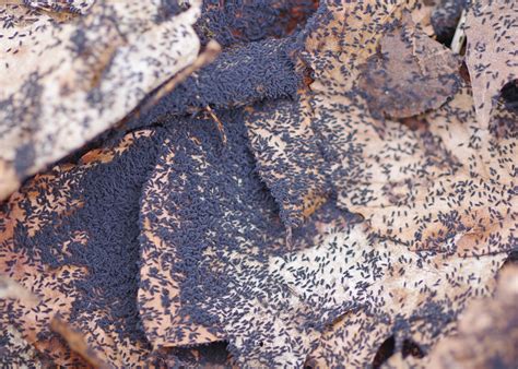 Bug Of The Week A Sproing Of Springtails Riveredge Nature Center