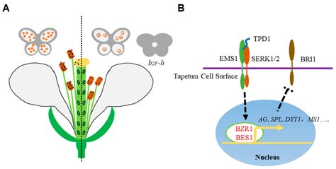 Roles Of Brassinosteroids In Plant Reproduction