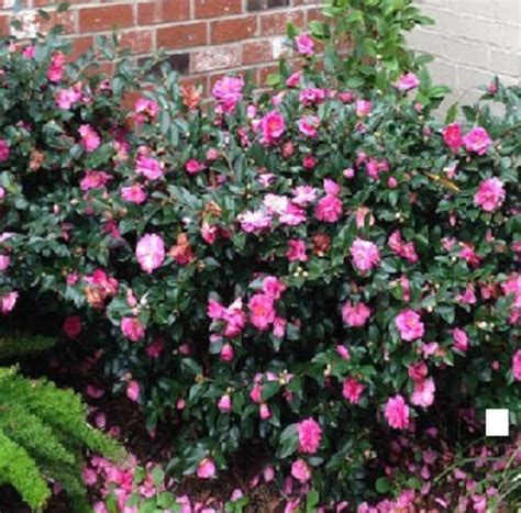 Camellia Sasanqua Shishi Gashira Pint Plant Etsy