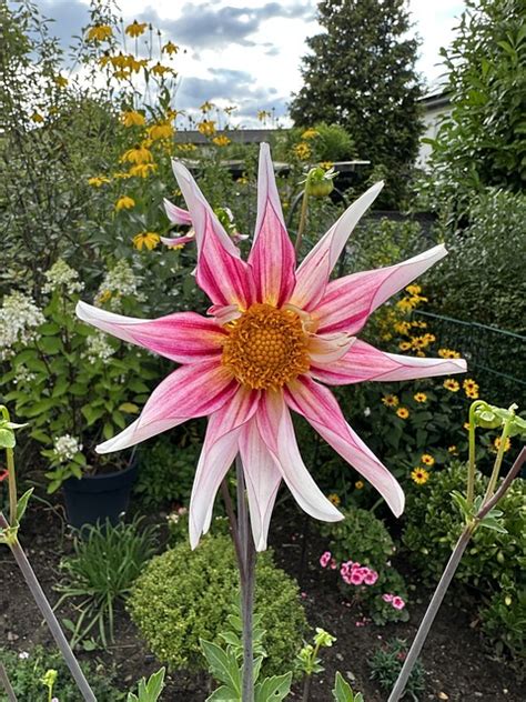 달리아 꽃 별 Pixabay의 무료 사진 Pixabay