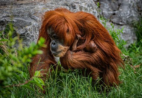 Orangutan Born At Chester Zoo Cheshire Live