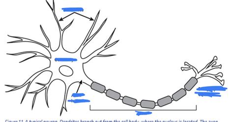 Psych 111 Exam 1 Key Terms And Definitions For Success Flashcards Quizlet
