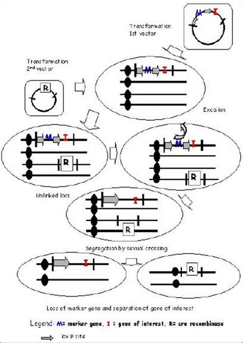 Removing A Selectable Marker Gene Using A Site Specific Recombination Download Scientific