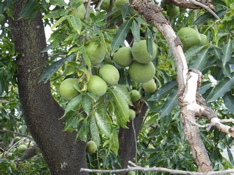 White Sapote Tree