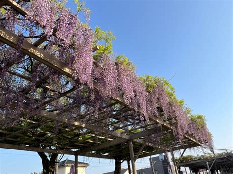 東武鉄道沿線情報 スカイツリーラインエリア 公式 on Twitter 春日部駅西口 の ふじ通りでは4月23日日午前