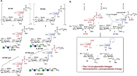 a structures of the s pneumoniae cps repeating units of serotypes download scientific