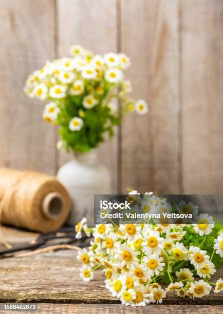 카모마일 꽃 여름 들판 꽃의 꽃다발입니다 향기로운 흰색 노란색 꽃입니다 여름 컨셉입니다 텍스트를 위한 위치입니다 복사 공간 배경에 구성 건강관리와 의술에 대한 스톡 사진 및