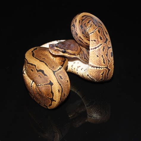 Pinstripe Ball Python