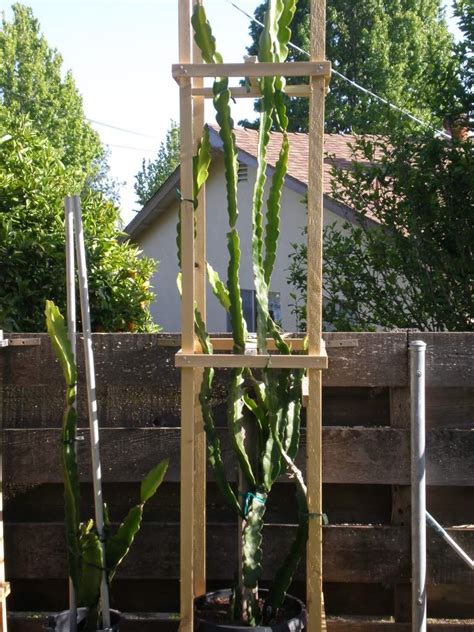 How To Make Dragon Fruit Planter At Brock Kyte Blog