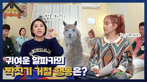 귀여운 알파카의 임신 여부 확인법 ㅣ Kbs 230125 방송 귀여운 알파카의 임신 여부 확인법 ㅣ Kbs 230125 방송 암컷 알파카가 임신을 하면 짝짓기