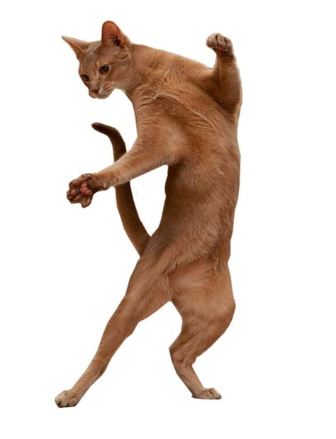 溝口育江 公式ツイッター On Twitter 筋肉ムキムキの猫…