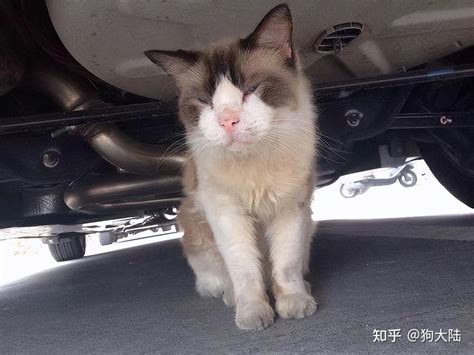 布偶猫弃养率高的原因离不开这几点过于真实 知乎
