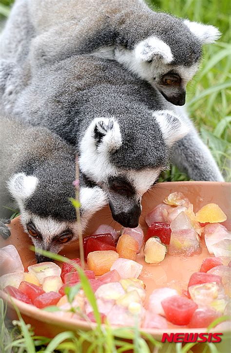 알락꼬리 여우원숭이 가족의 말복 이기는 법