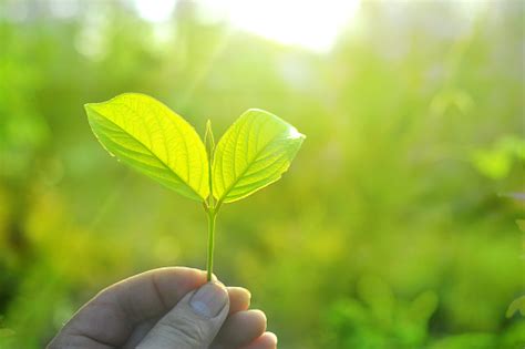 햇빛 아래 여름에 정원에 나무 상단 녹색 잎의 근접 촬영 자연 보기 배경 또는 배경 화면으로 사용 하 여 자연 녹색 식물 풍경입니다 0명에 대한 스톡 사진 및 기타 이미지