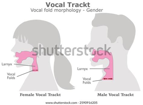 Vocal Tract Anatomy Vocal Folds Female Stock Vector Royalty Free