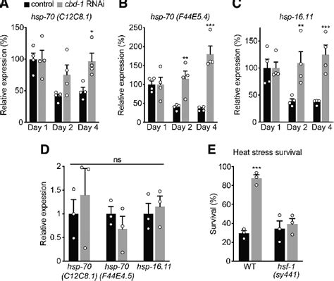 Inhibition Of Cbd 1 Restores The Heat Shock Response In Reproductive