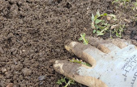 How To Test Your Garden Soil A Comprehensive Guide Homestead How To