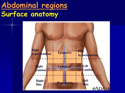 Anatomy 210 Abdomen And Pelvis For Semester Ii Year 2012 2013