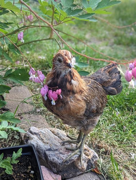 Easter Egger Sex Confirmation Rbackyardchickens