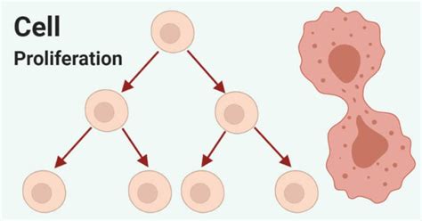 Cell Proliferation Definition Assay Differentiation Diseases